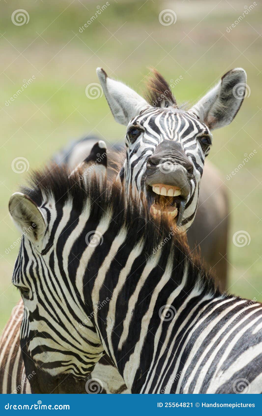Zebra s Playing in the Sun stock image. Image of black - 25564821