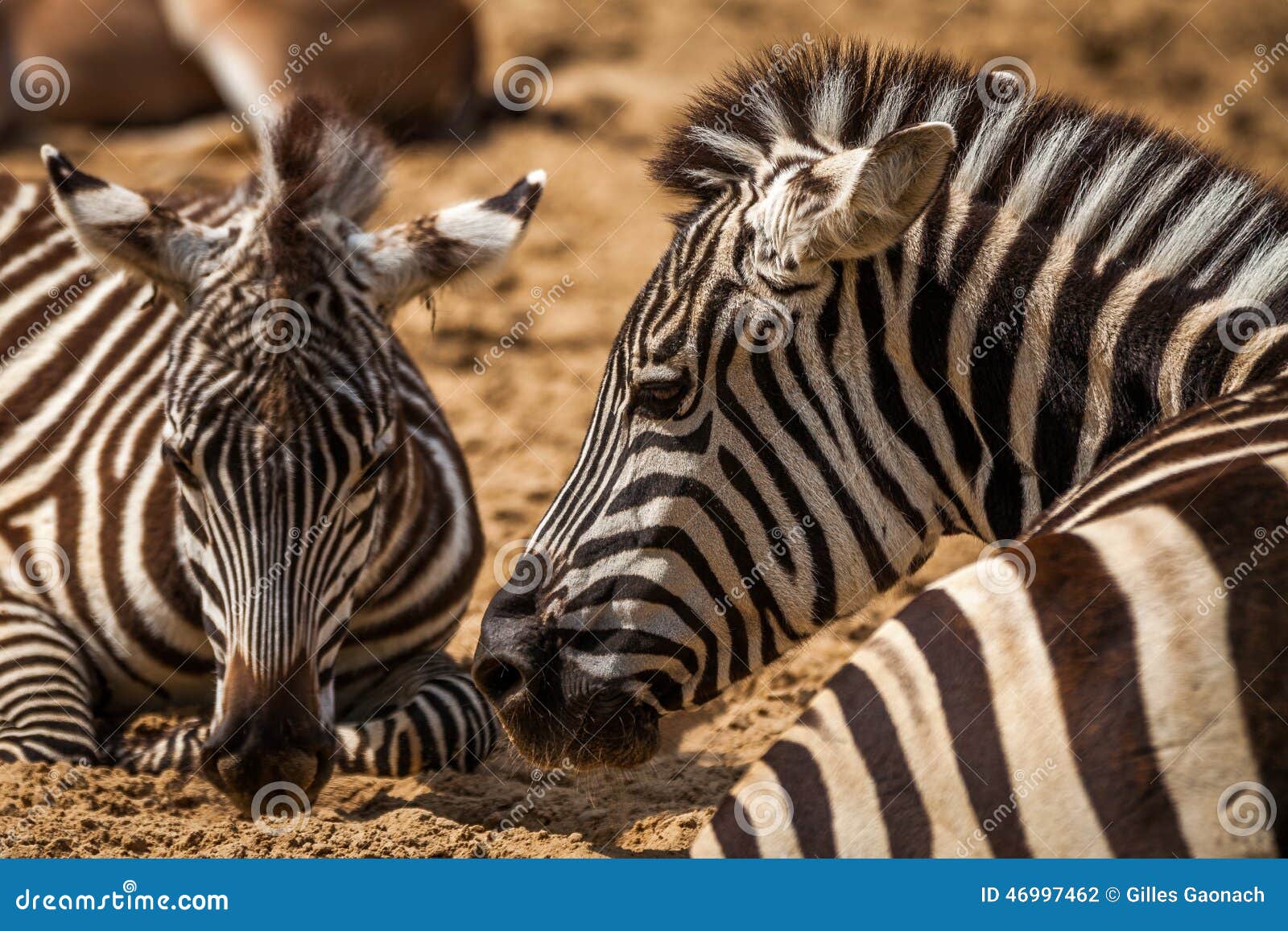 Zebras profile stock photo. Image of wildlife, zebra - 46997462