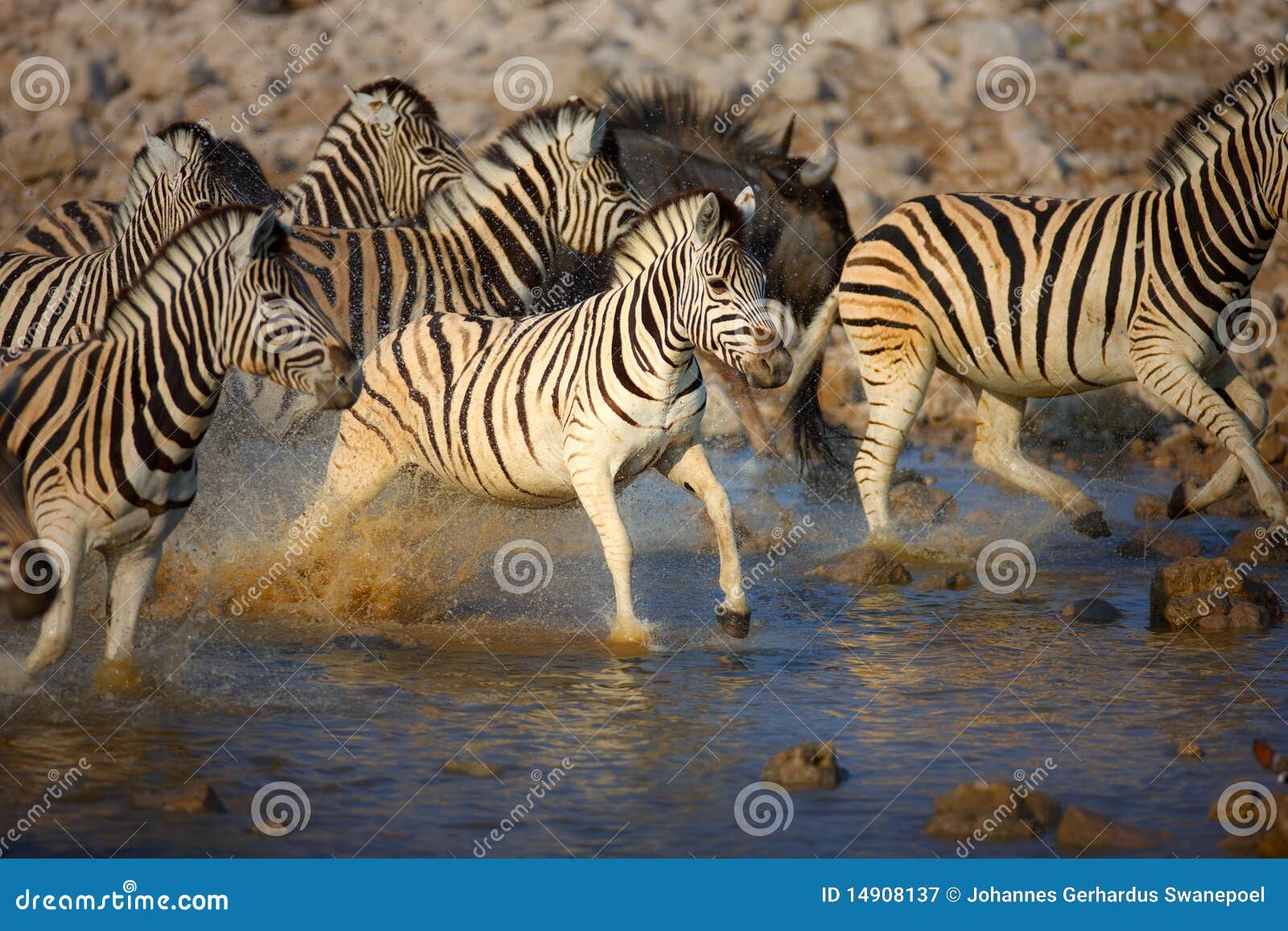 Zebra S Running through Water Stock Image - Image of spooked, flee ...