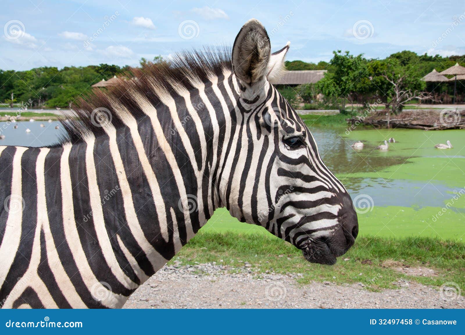 Zebra in safari stock photo. Image of mammal, conservation - 32497458
