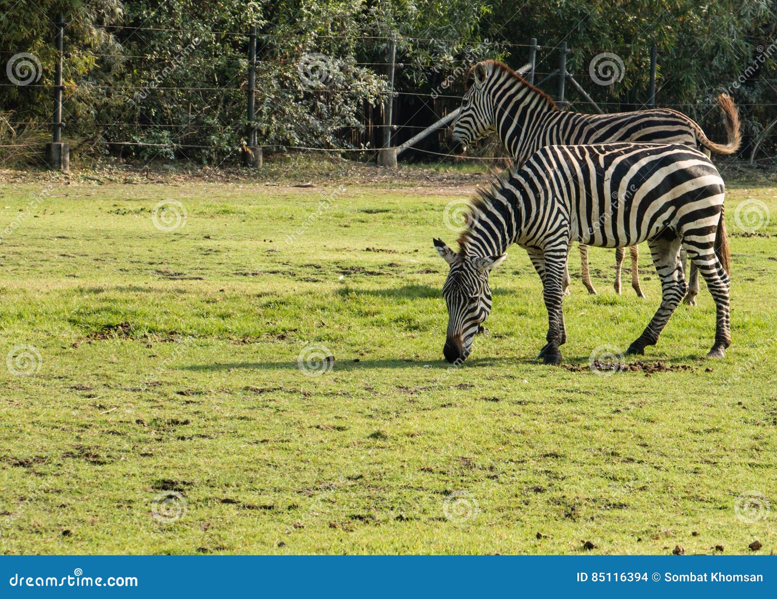 Zebra stock photo. Image of south, animal, asian, tourism - 85116394