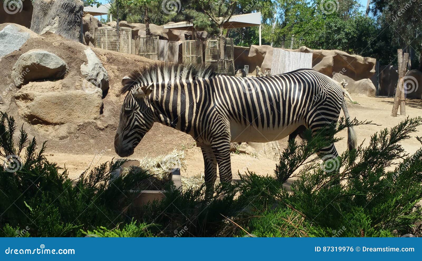 Zebra editorial photo. Image of zebra, animals, diego - 87319976