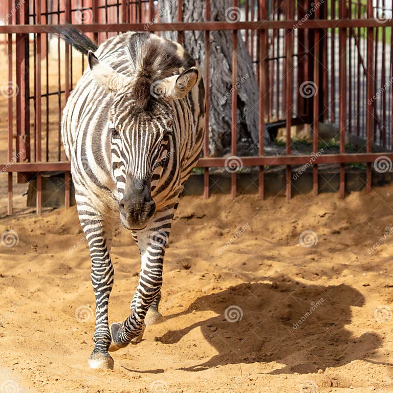 Zebra on the Sandy Ground in the Zoo Stock Image - Image of nice, zebra ...