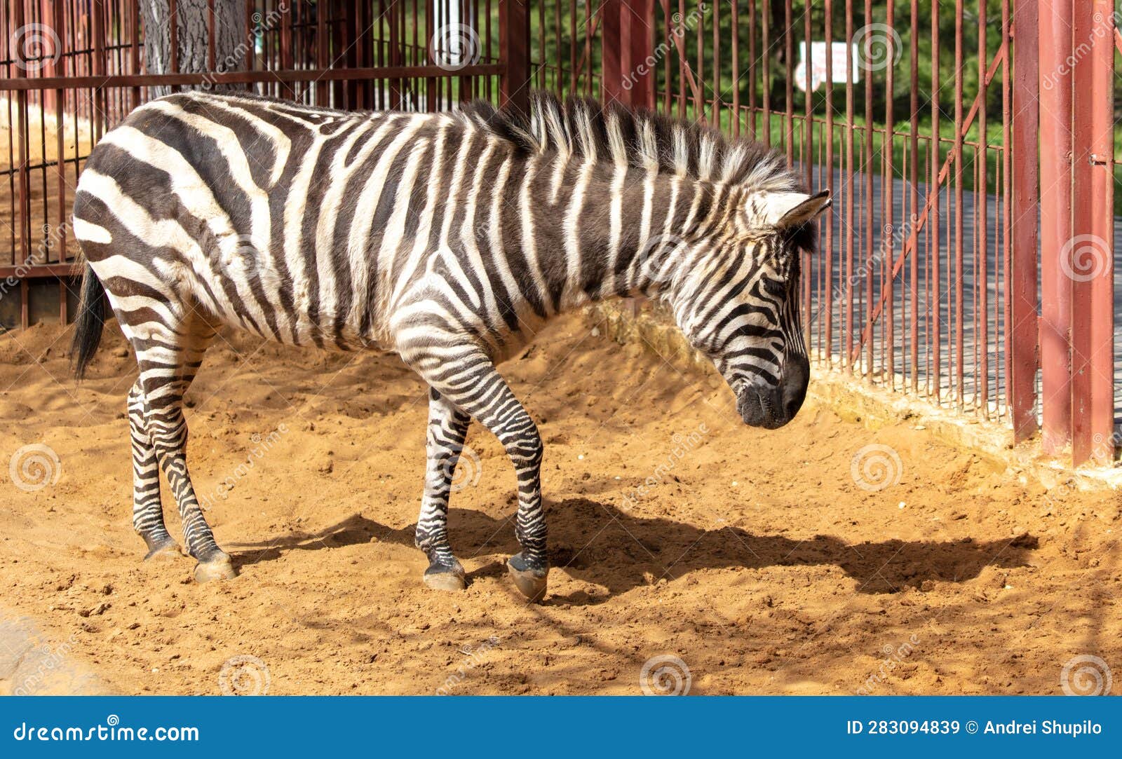 Zebra on the Sandy Ground in the Zoo Stock Image - Image of mare ...