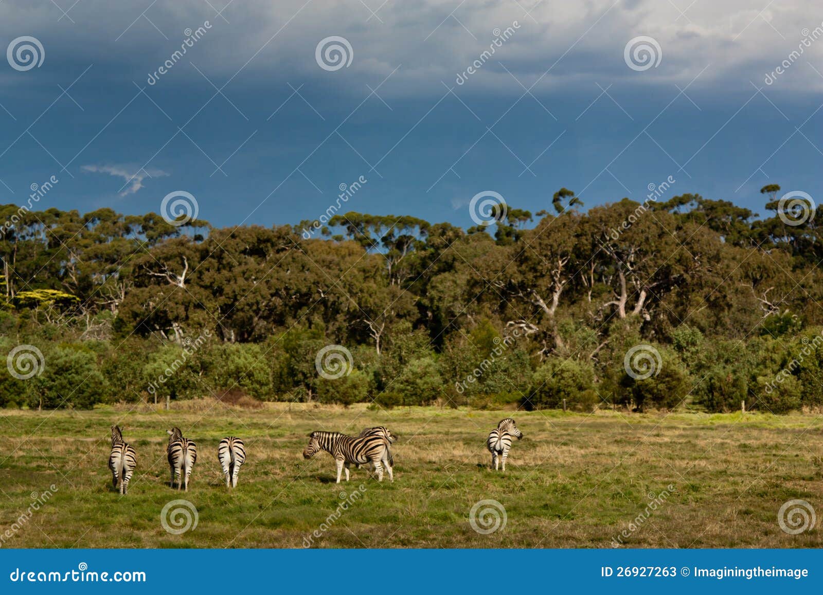 Zebra Savanah stock image. Image of grass, wild, zebra - 26927263