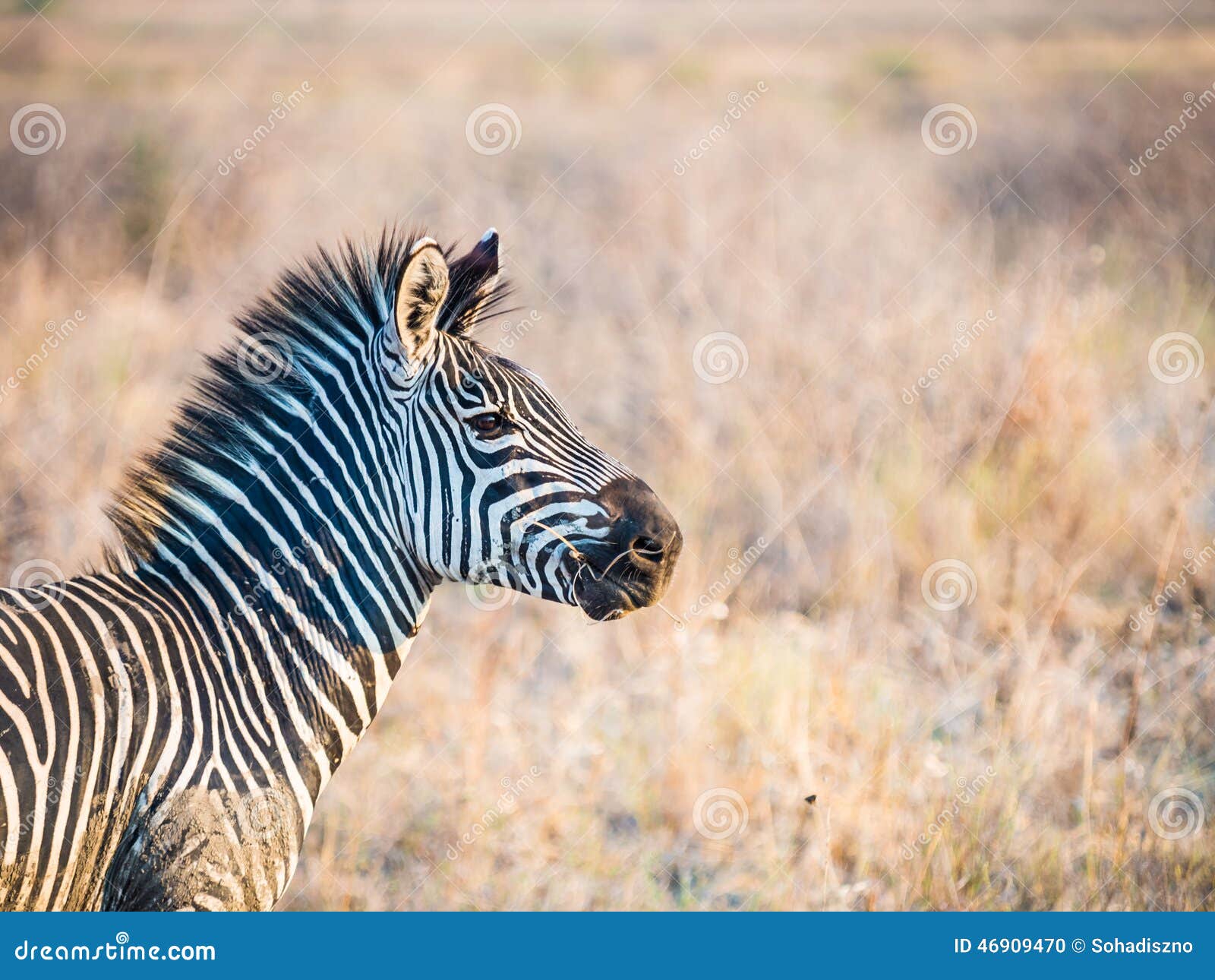 Zebra stock photo. Image of savanna, kenya, animal, savannah - 46909470