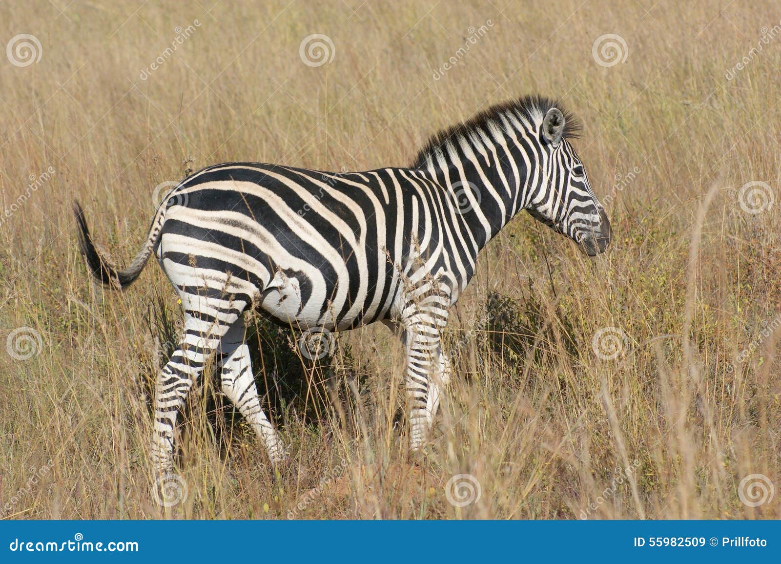 Zebra in the savanna stock image. Image of safari, boondocks - 55982509