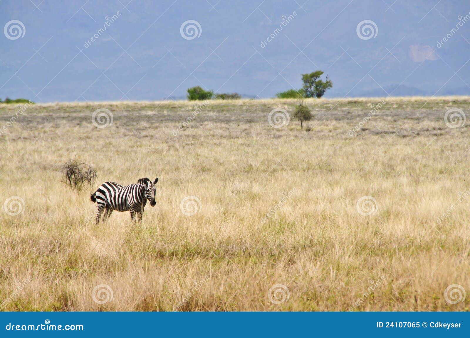 Zebra in the savannah stock image. Image of travel, adventure - 24107065