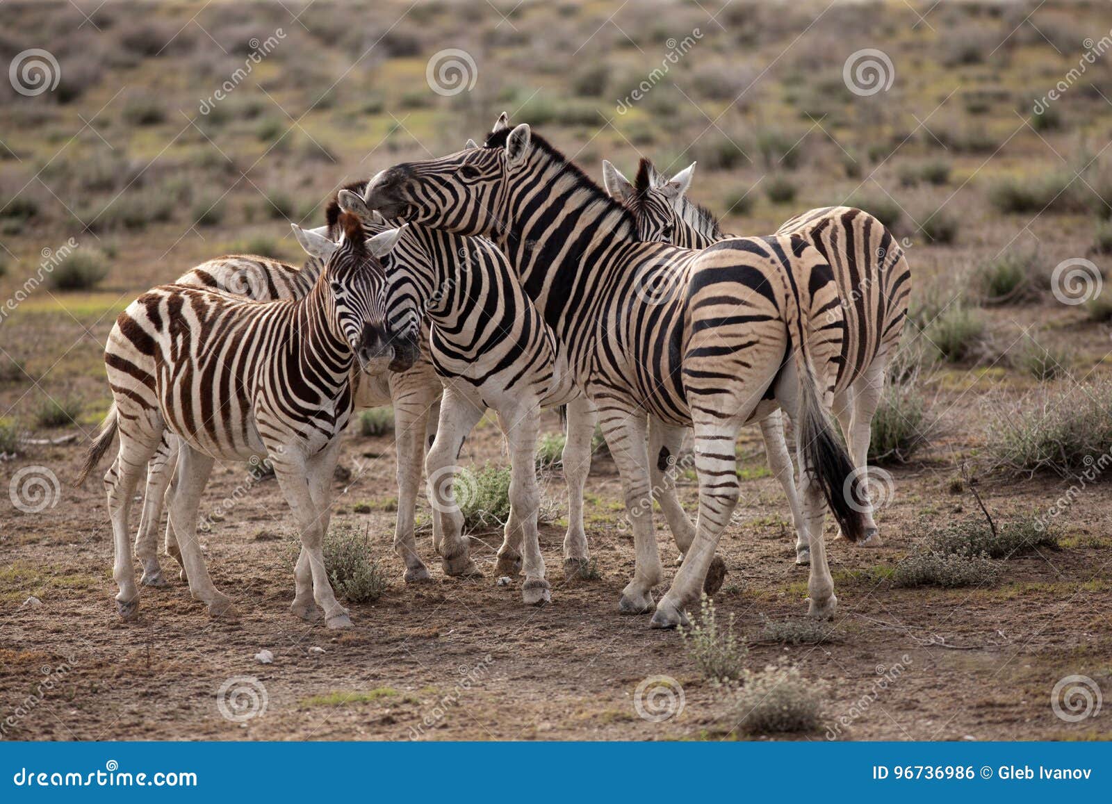 Zebra stock photo. Image of safari, snout, tree, grass - 96736986