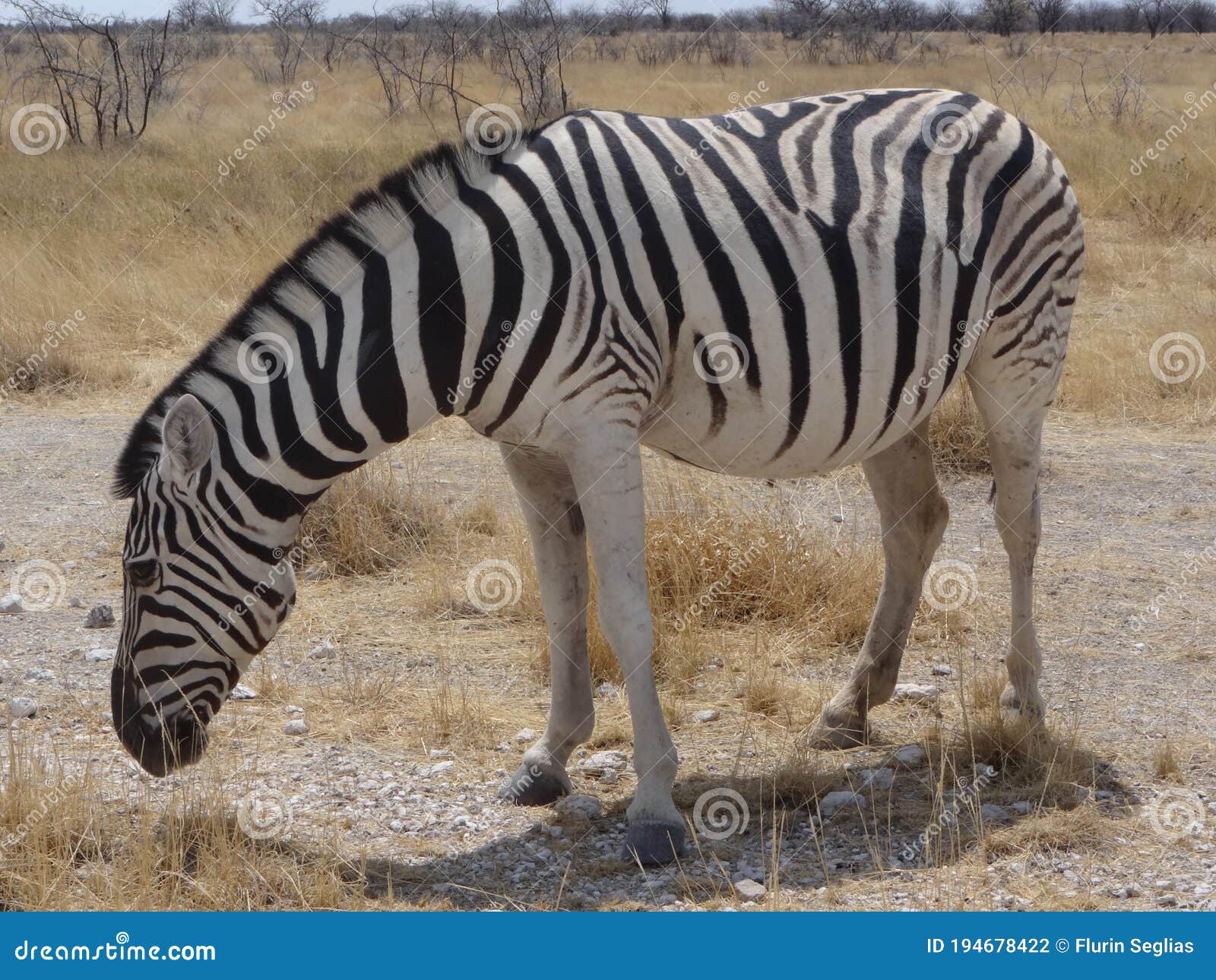 A Zebra in the Savannah of Namibia Stock Photo - Image of african ...