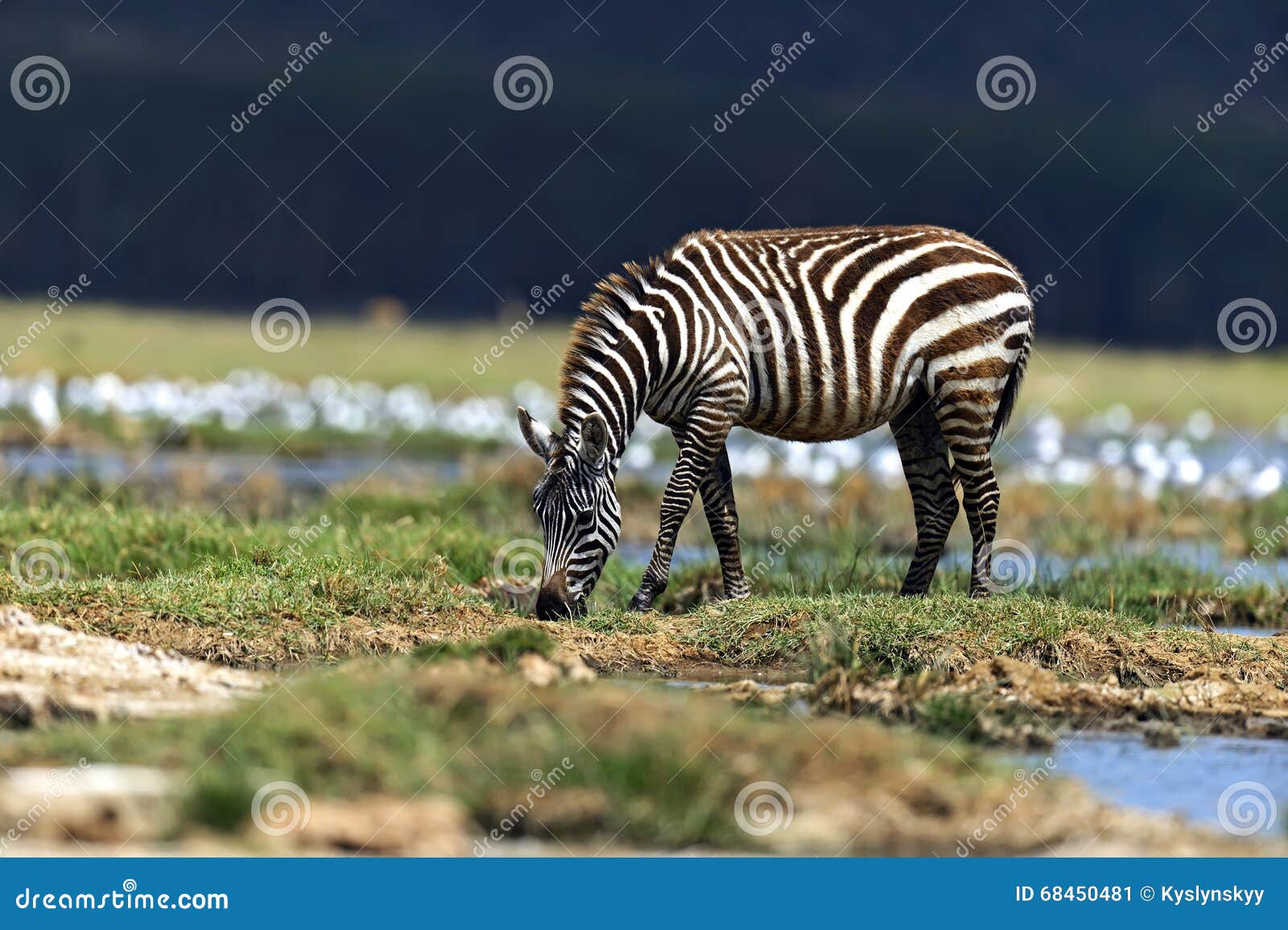 Zebra in the savannah stock image. Image of wild, symbol - 68450481