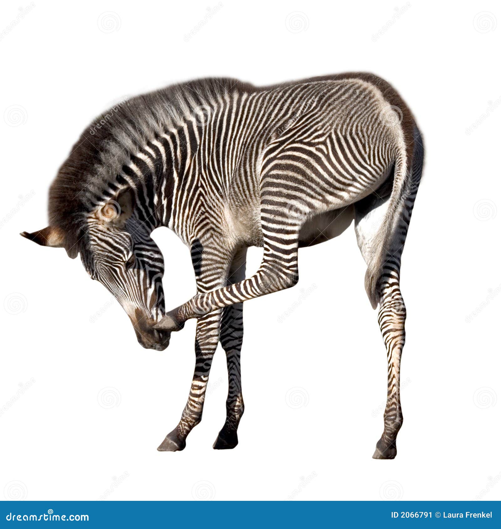Zebra scratching its nose stock image. Image of hoof, nature - 2066791