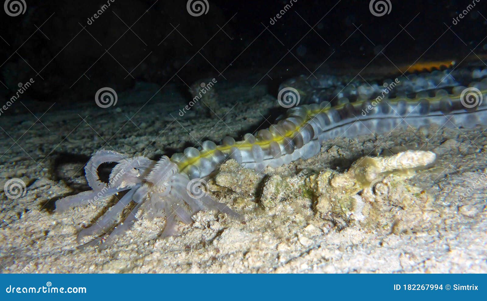 Zebra Sea Cucumber (Synapta Maculata) on the Seabed of Red Sea, Eilat ...