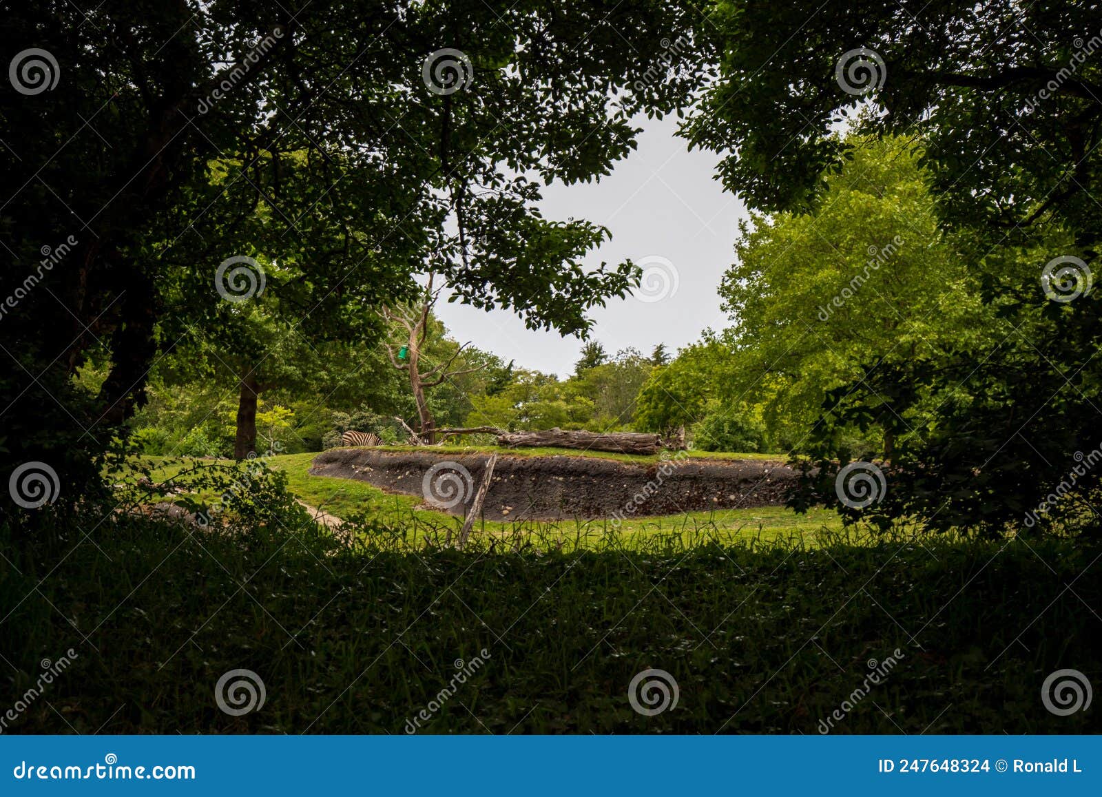A Zebra in Seattle Woodland Park Zoo Stock Photo - Image of blue, black ...