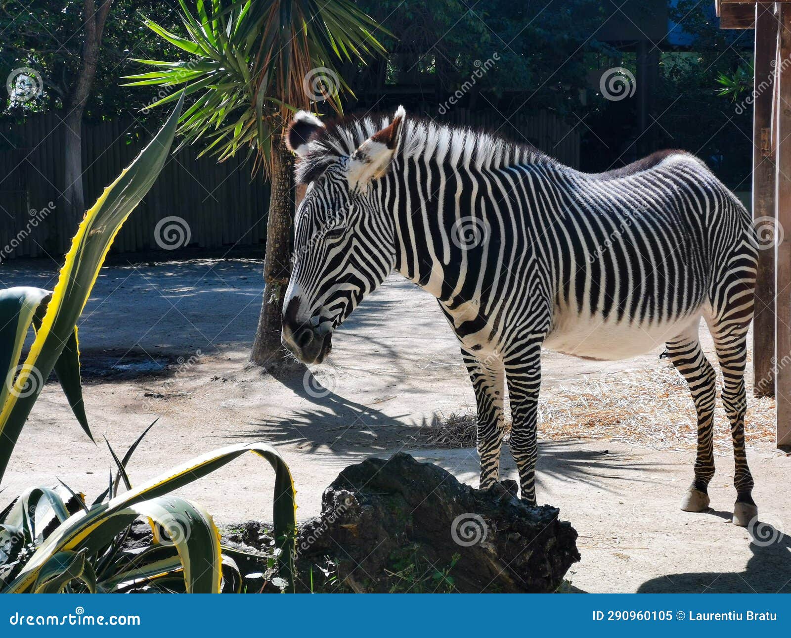 Zebra Seen from the Profile in a Garden with Plants Stock Image - Image ...