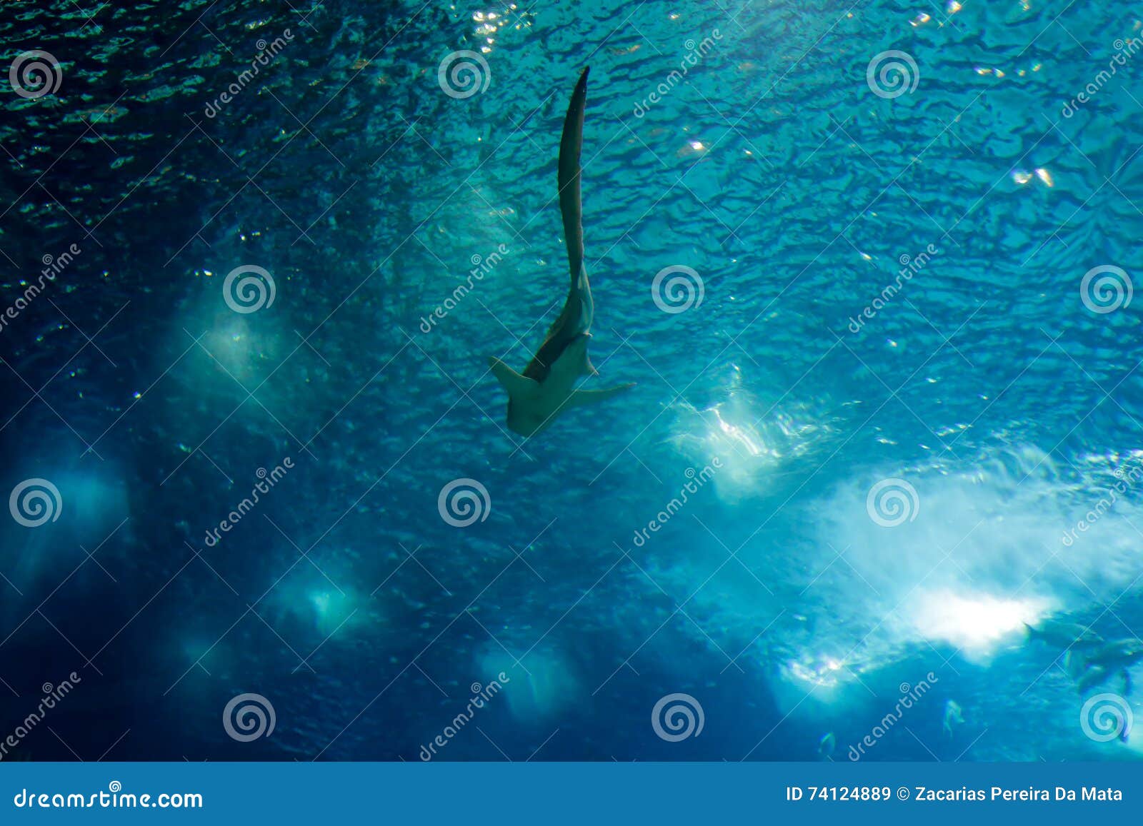 Zebra Shark As Seen from Below Stock Image - Image of wild, zebra: 74124889