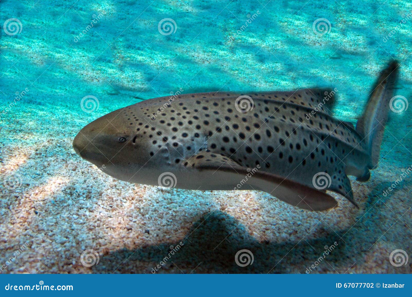 Shark Portrait Fashion Shoot Wearing A Suit Stock Photography ...