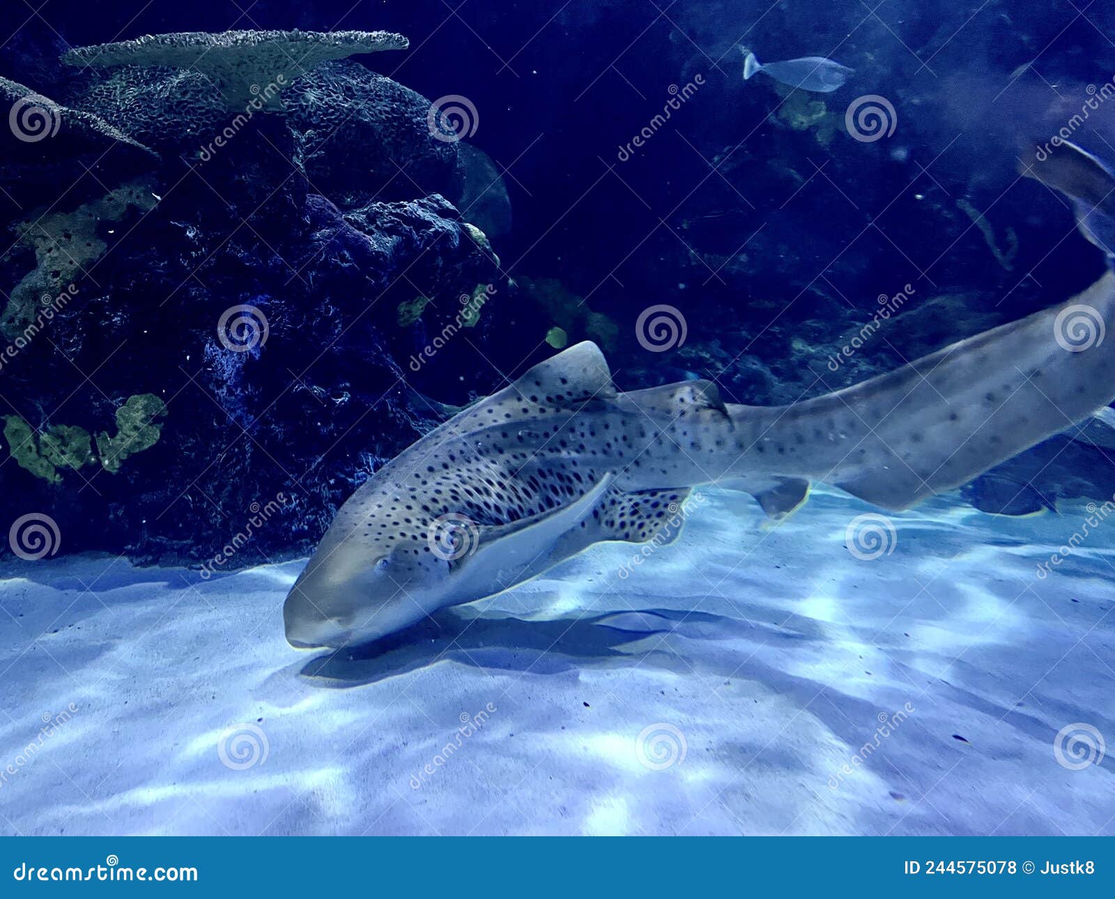 Zebra Shark Or Leopard Shark Stegostoma Fasciatum Profile Close-up ...