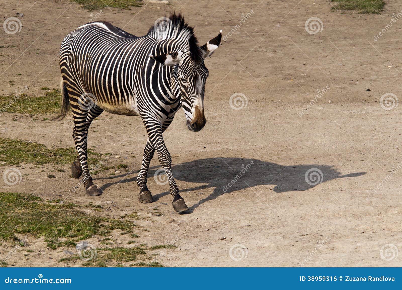 Zebra stock photo. Image of white, path, south, sunny - 38959316