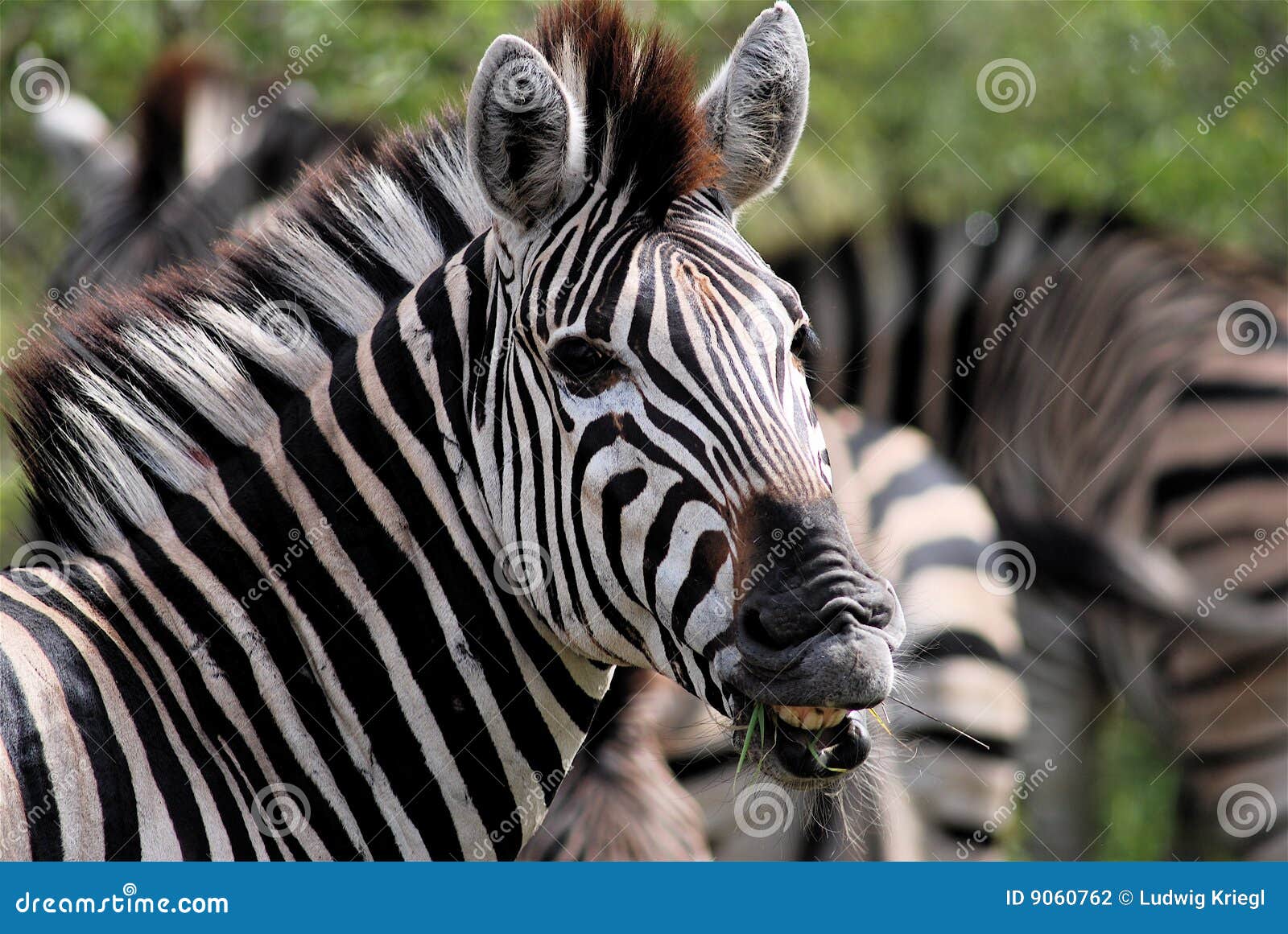 Zebra showing its teeth stock photo. Image of wild, safari - 9060762