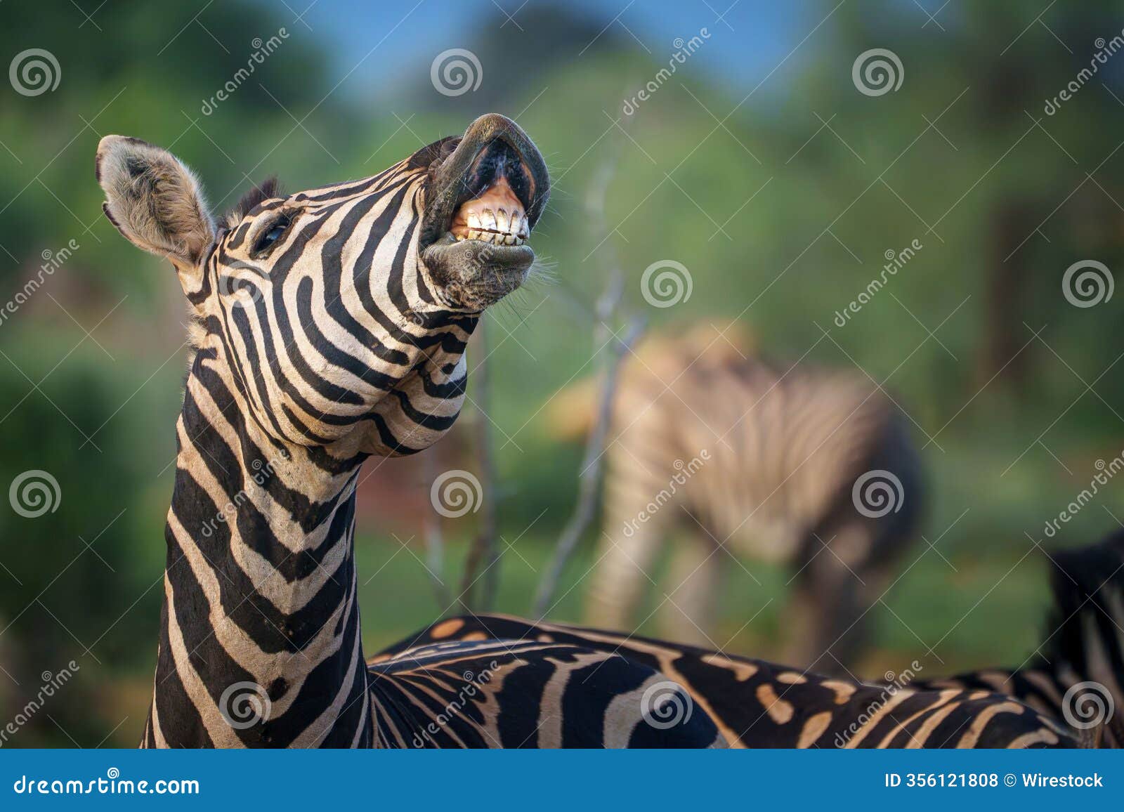 Zebra Showing Its Teeth in a Playful Manner, Set Against a Blurred ...