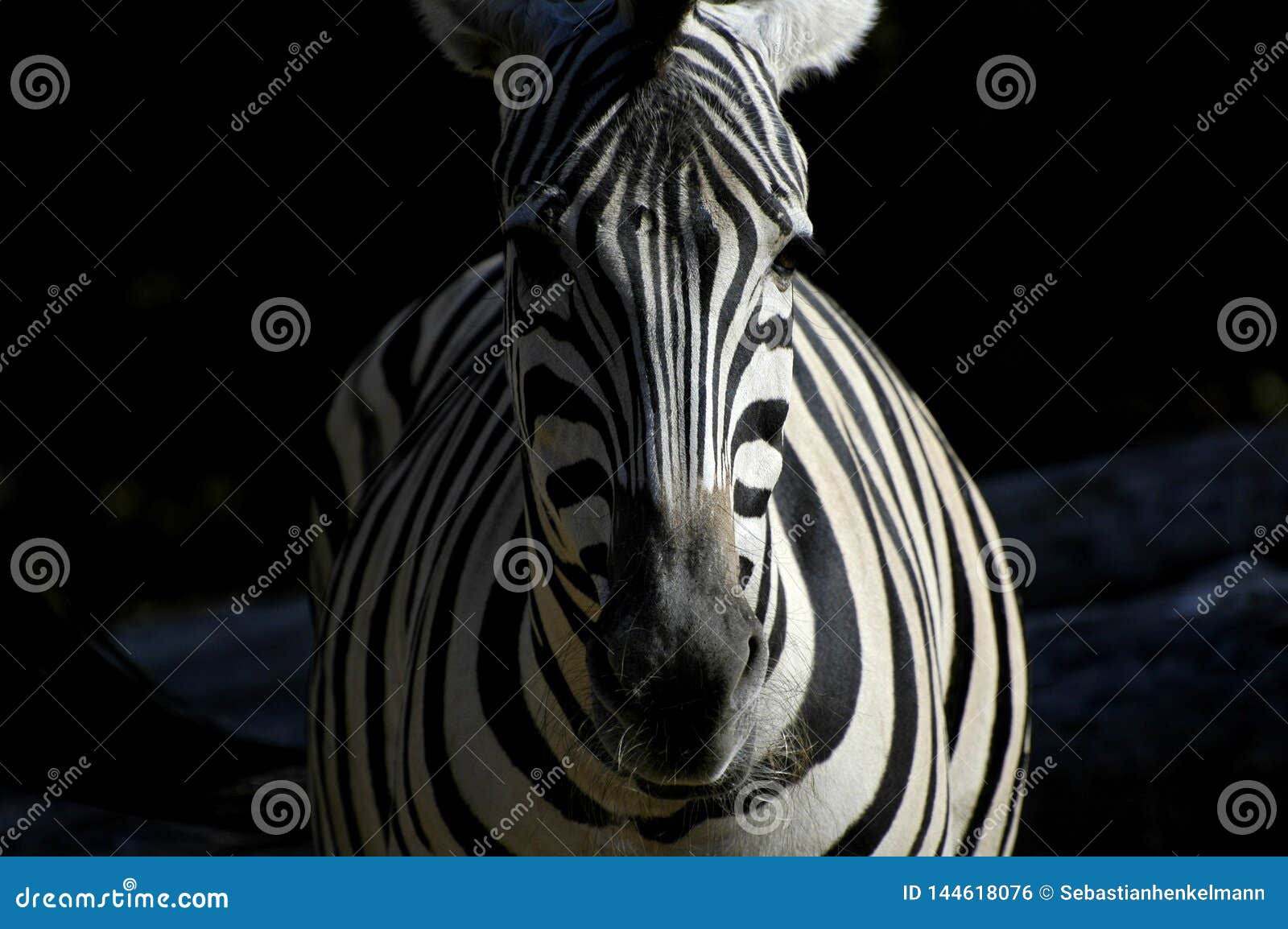 Zebra in light and dark. stock photo. Image of striped - 144618076
