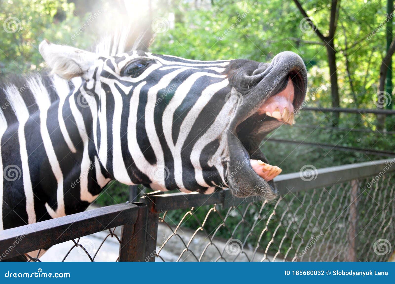 Zebra Close Up, Teeth, Grin, Stock Photo - Image of wild, mammals ...