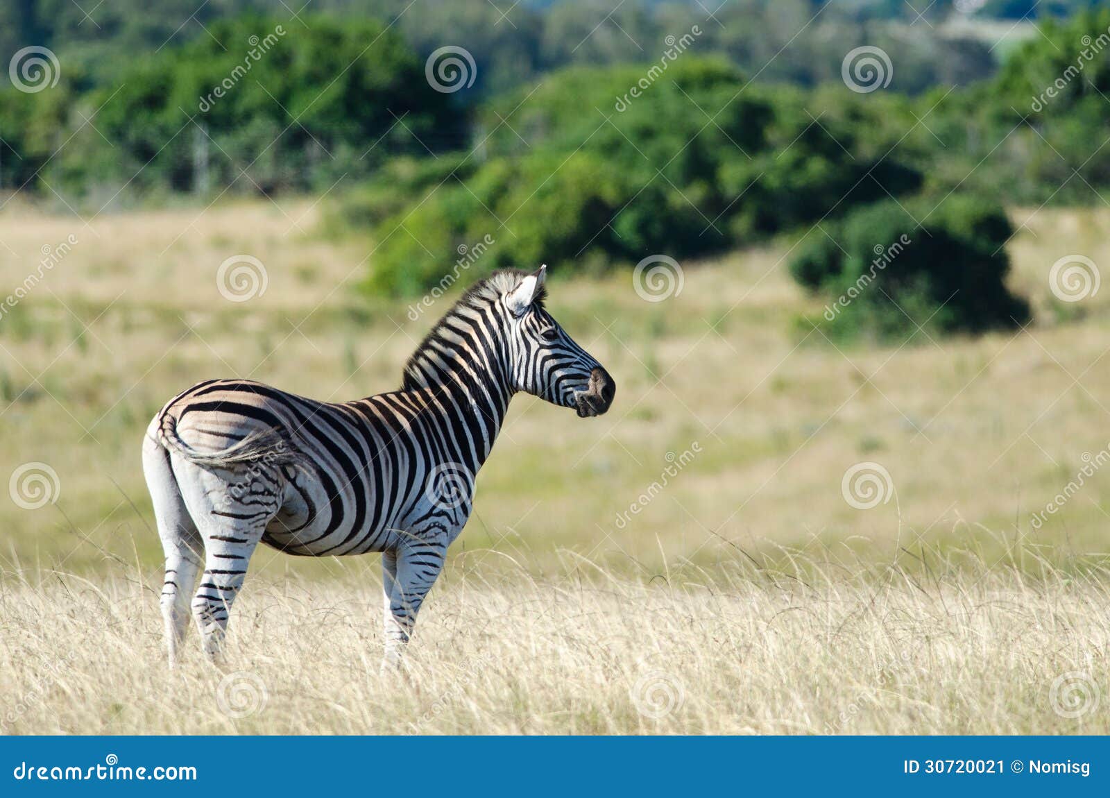 Zebra from side stock image. Image of adult, grass, black - 30720021