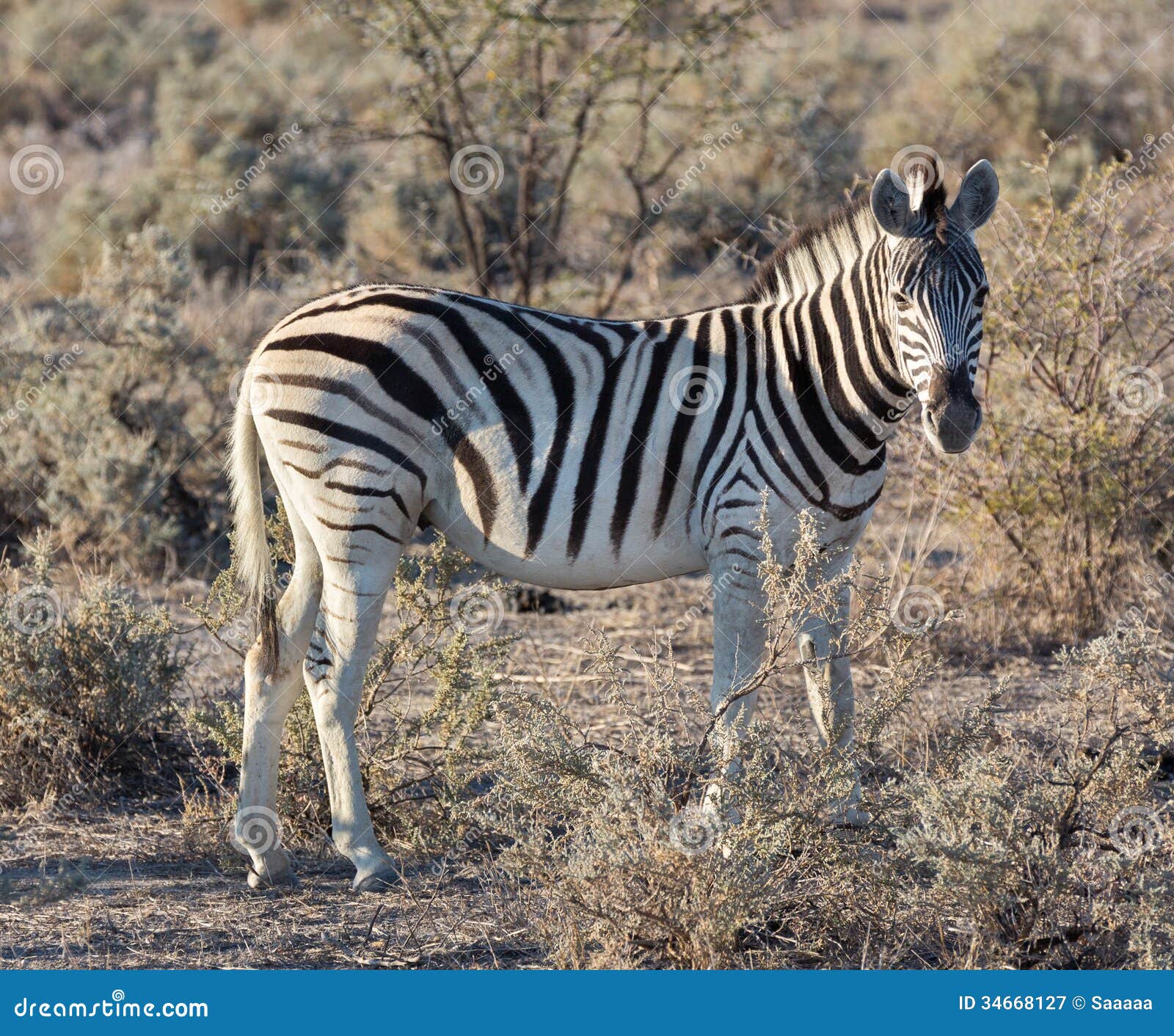 Zebra stock image. Image of animal, park, outdoor, national - 34668127