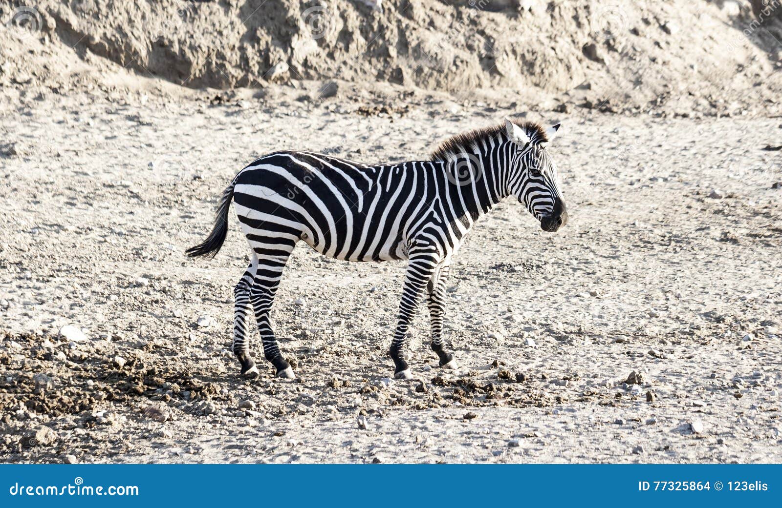 Zebra stock photo. Image of parkland, grass, side, plant - 77325864