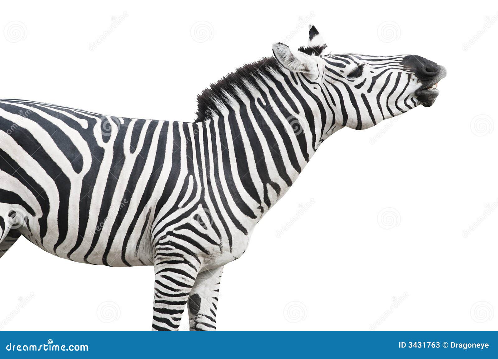 Zebra Singing Isolated Over Wh Stock Image - Image of wildlife, stripy ...
