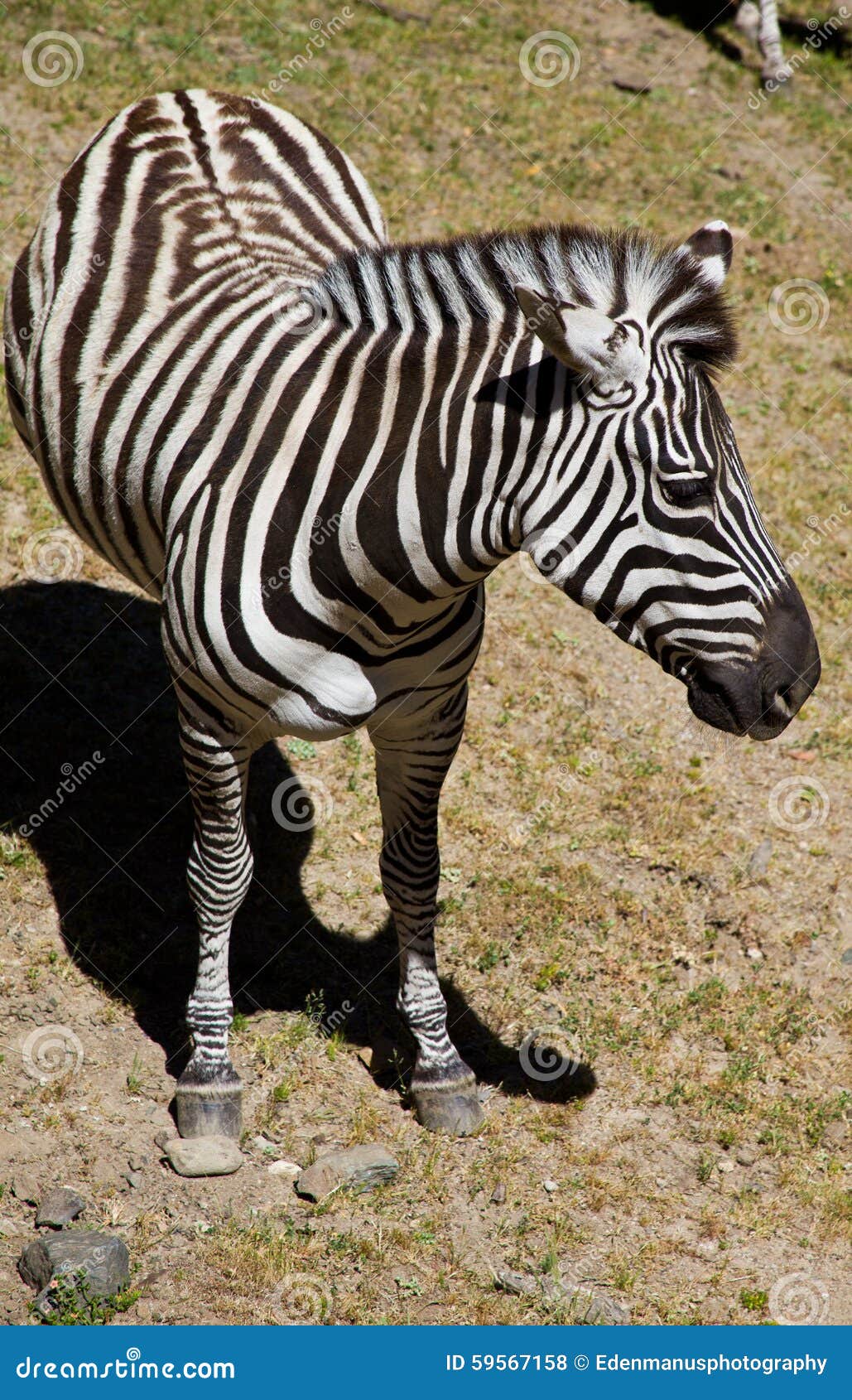 Standing Zebra in Sunlight stock photo. Image of africa - 59567158