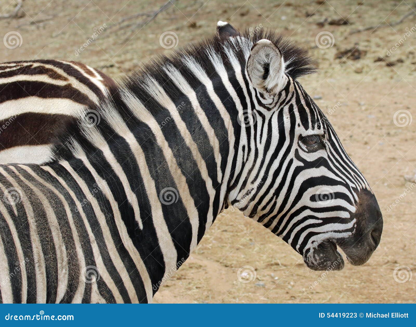 Zebra stock image. Image of dominance, herbivore, africa - 54419223