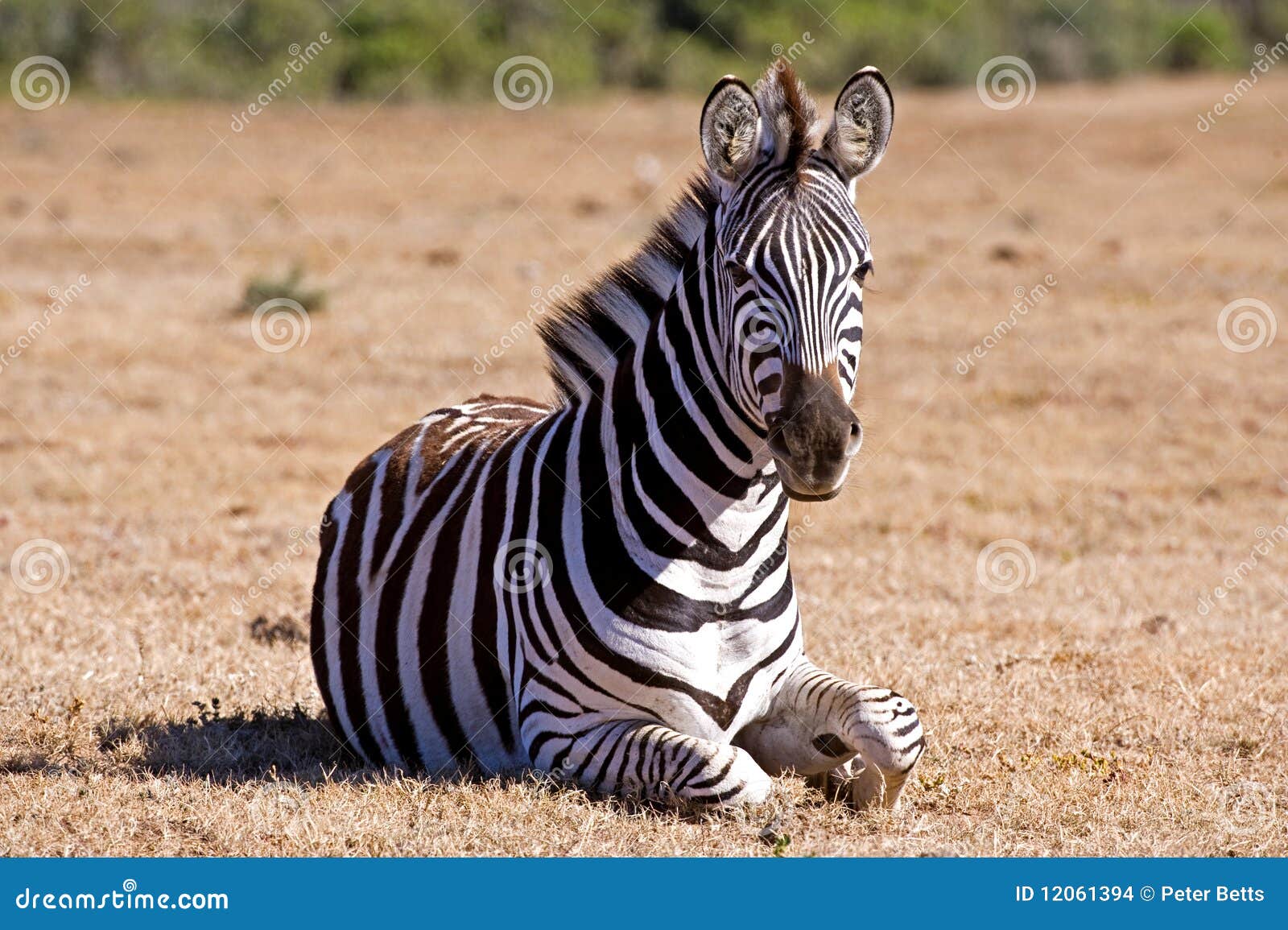 Zebra Sitting stock photo. Image of horizontal, nature - 12061394