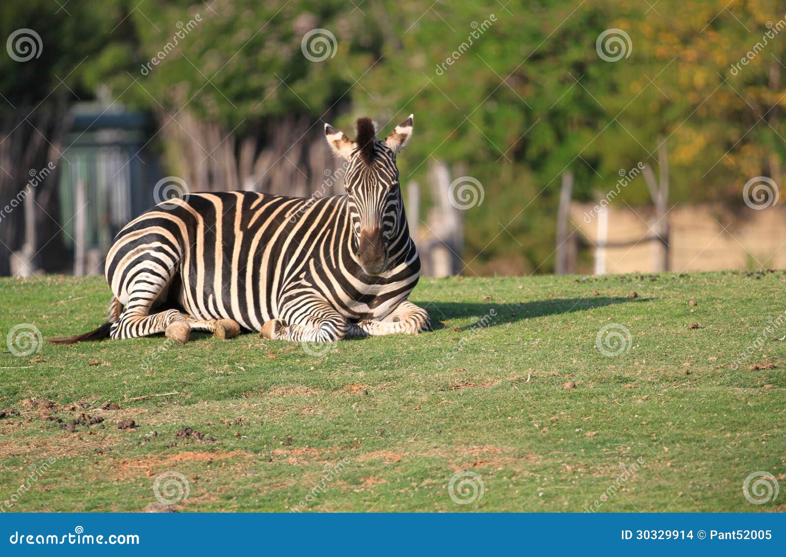 Zebra stock photo. Image of animals, burchell, group - 30329914