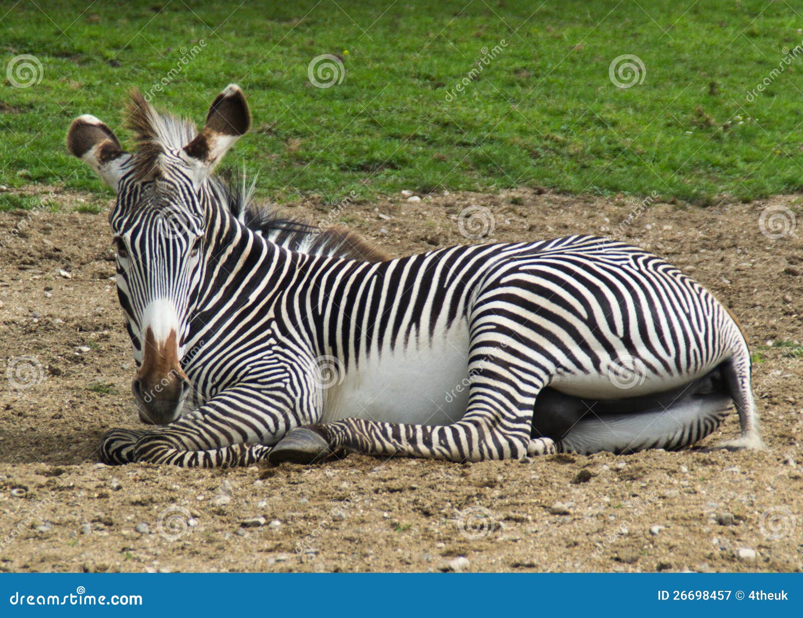 Zebra Sitting In Grass Royalty Free Stock Photography - Image: 26698457