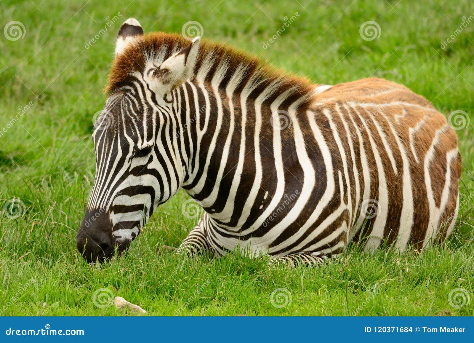 Zebra sitting on the grass stock photo. Image of meadow - 120371684