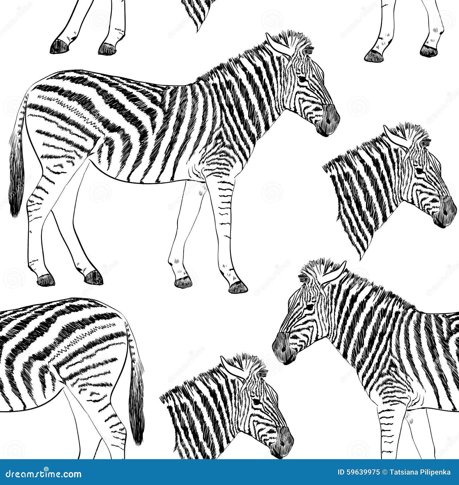 Zebra. stock vector. Illustration of design, black, pattern - 59639975
