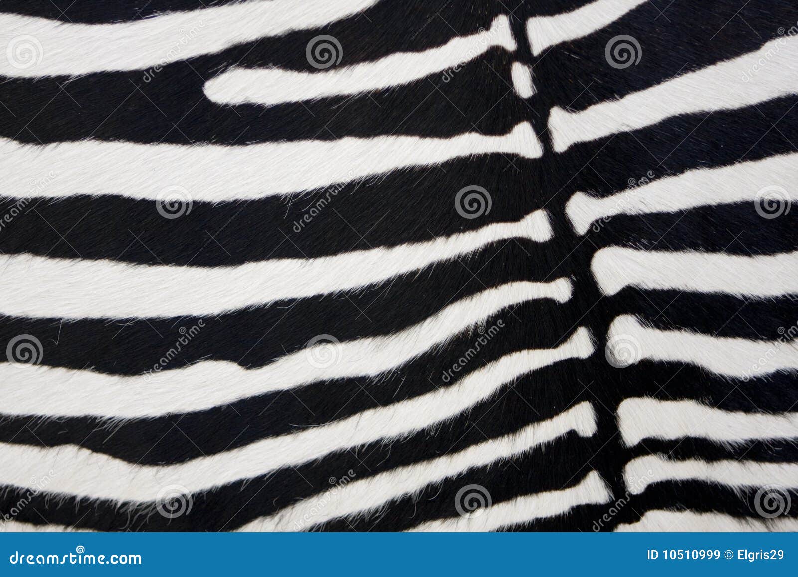 Zebra skin stock image. Image of material, textures, leather - 10510999