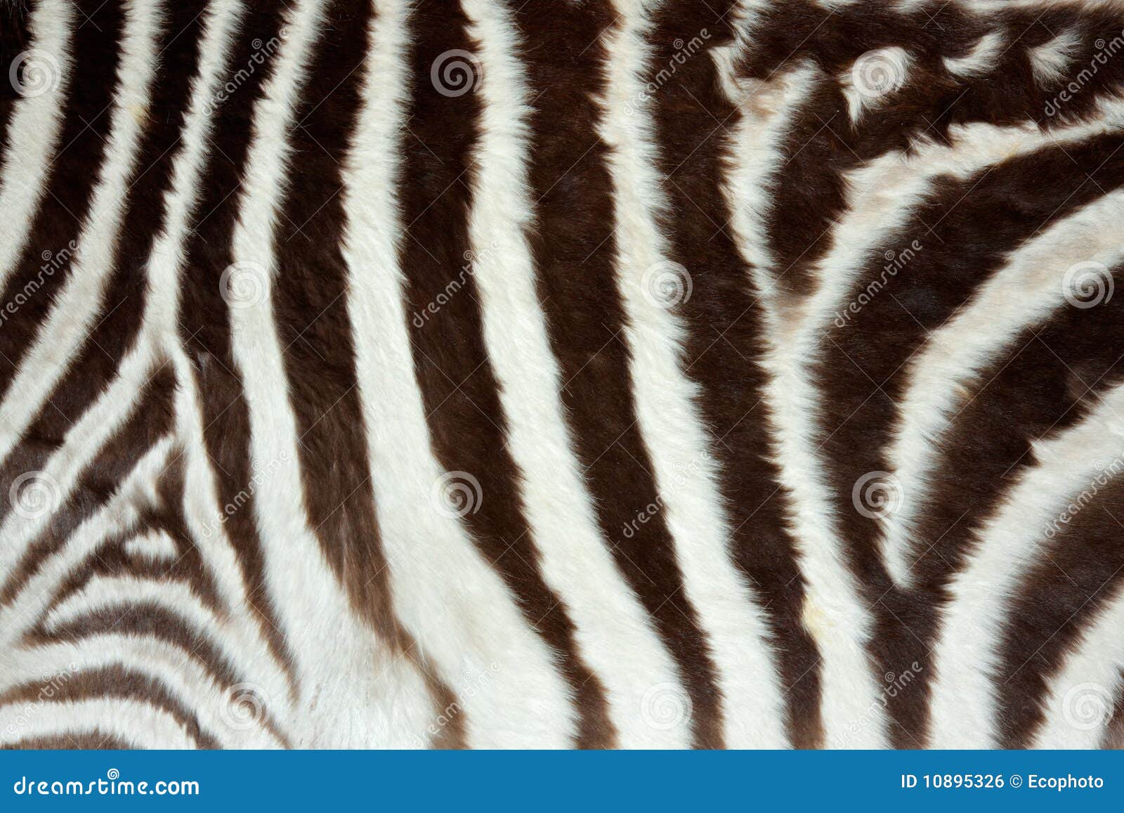 Zebra skin stock photo. Image of burchells, close, macro - 10895326