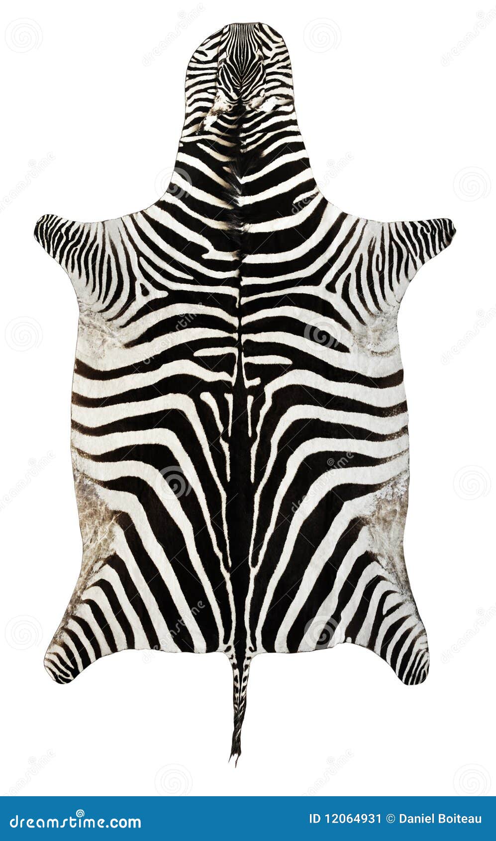 Zebra skin stock image. Image of texture, pattern, nature - 12064931