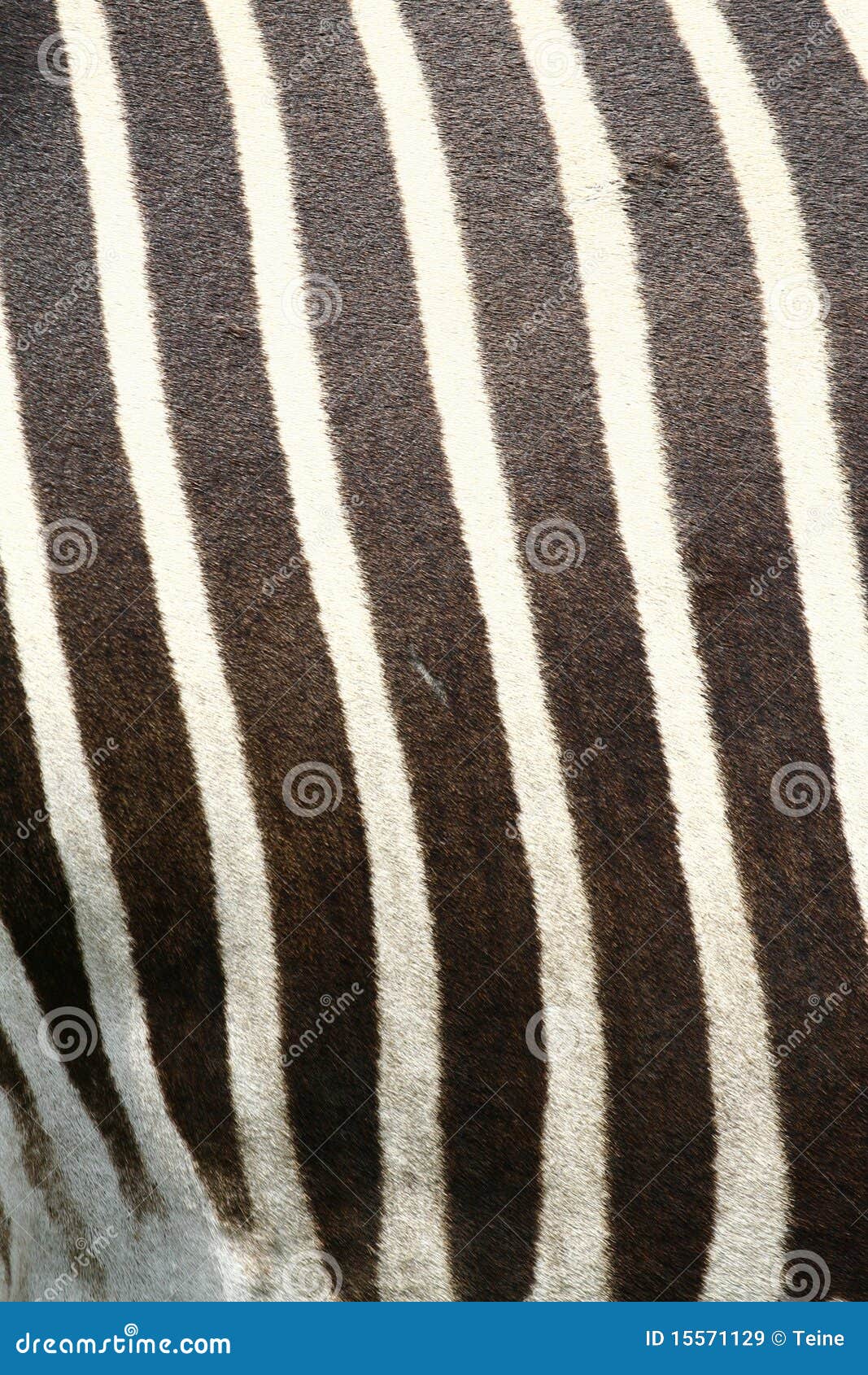 Zebra skin stock image. Image of abstract, pattern, nature - 15571129