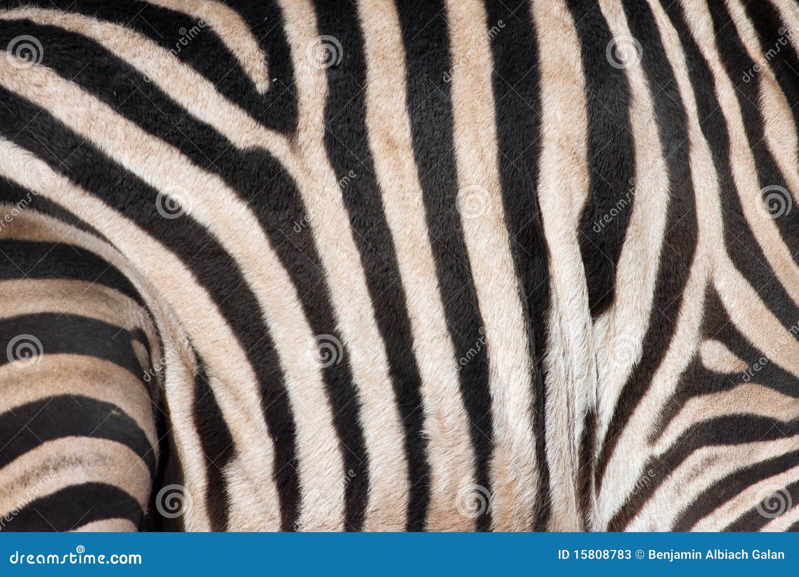 Zebra skin stock image. Image of parallel, detail, animal - 15808783