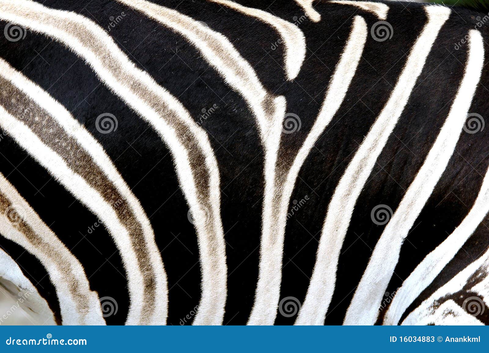 Zebra skin stock image. Image of animal, natural, background - 16034883