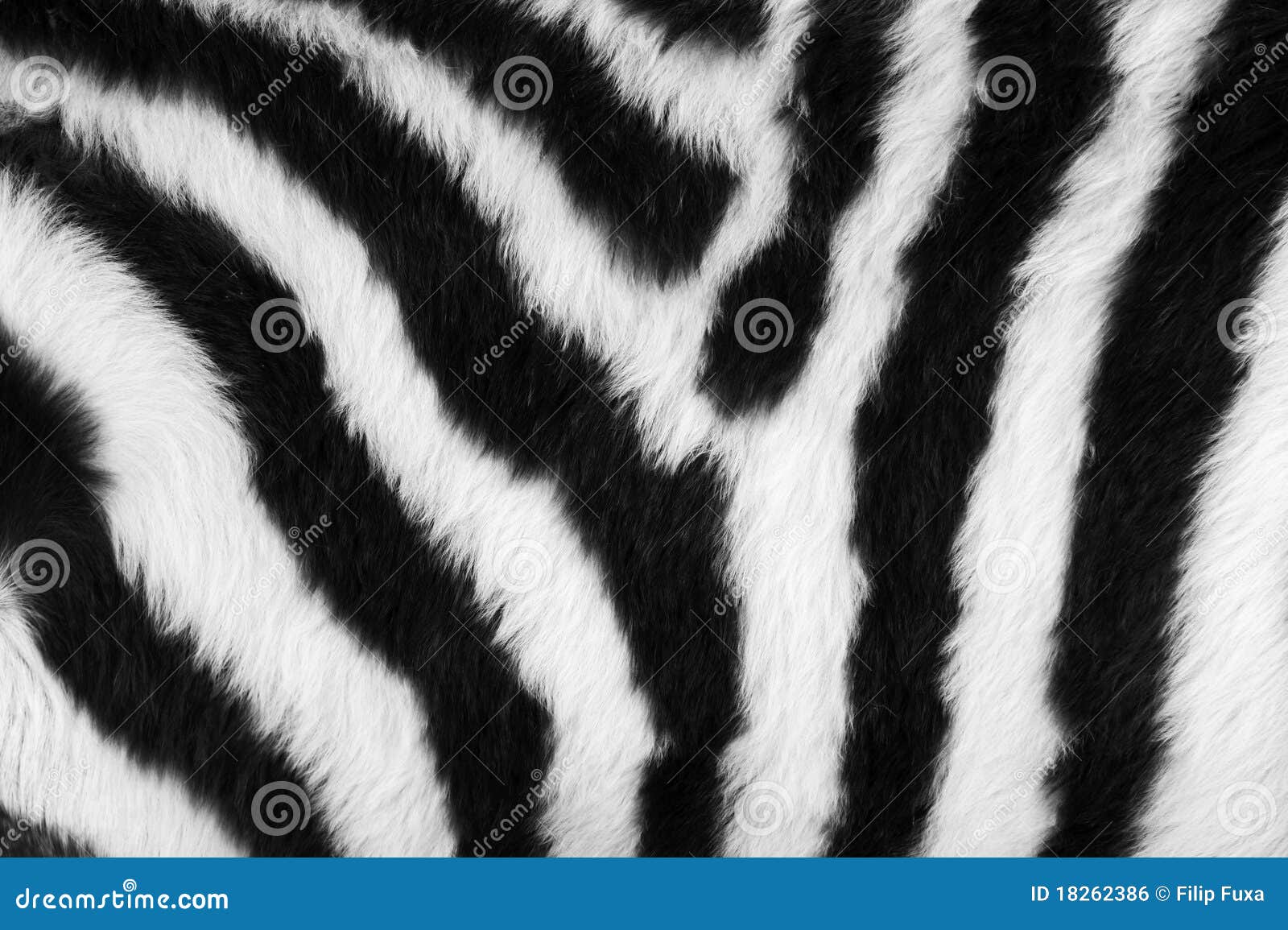 Zebra skin stock photo. Image of hair, hunt, animal, demonstration ...