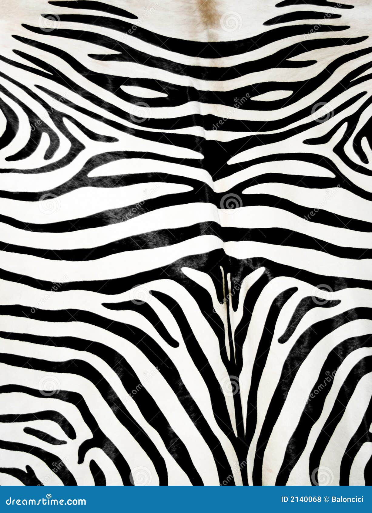 Zebra skin stock photo. Image of horse, leather, fauna - 2140068