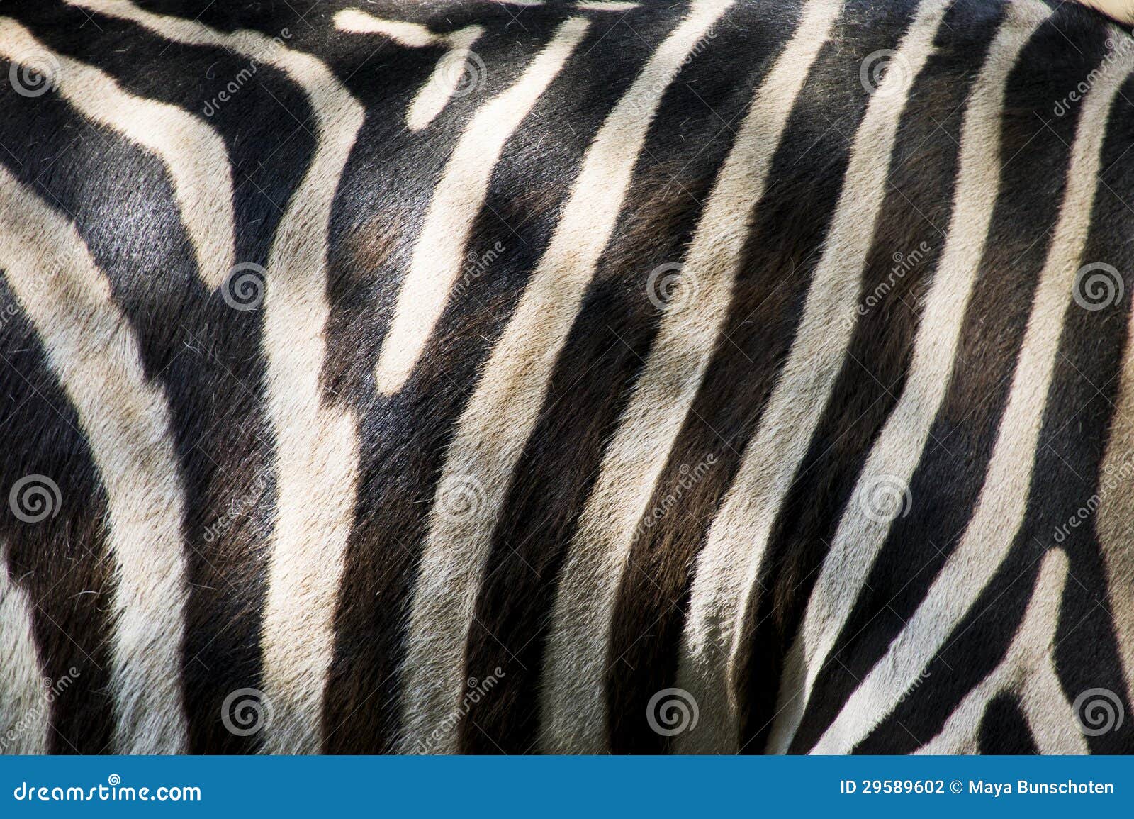 Zebra skin stock photo. Image of safari, mammal, white - 29589602