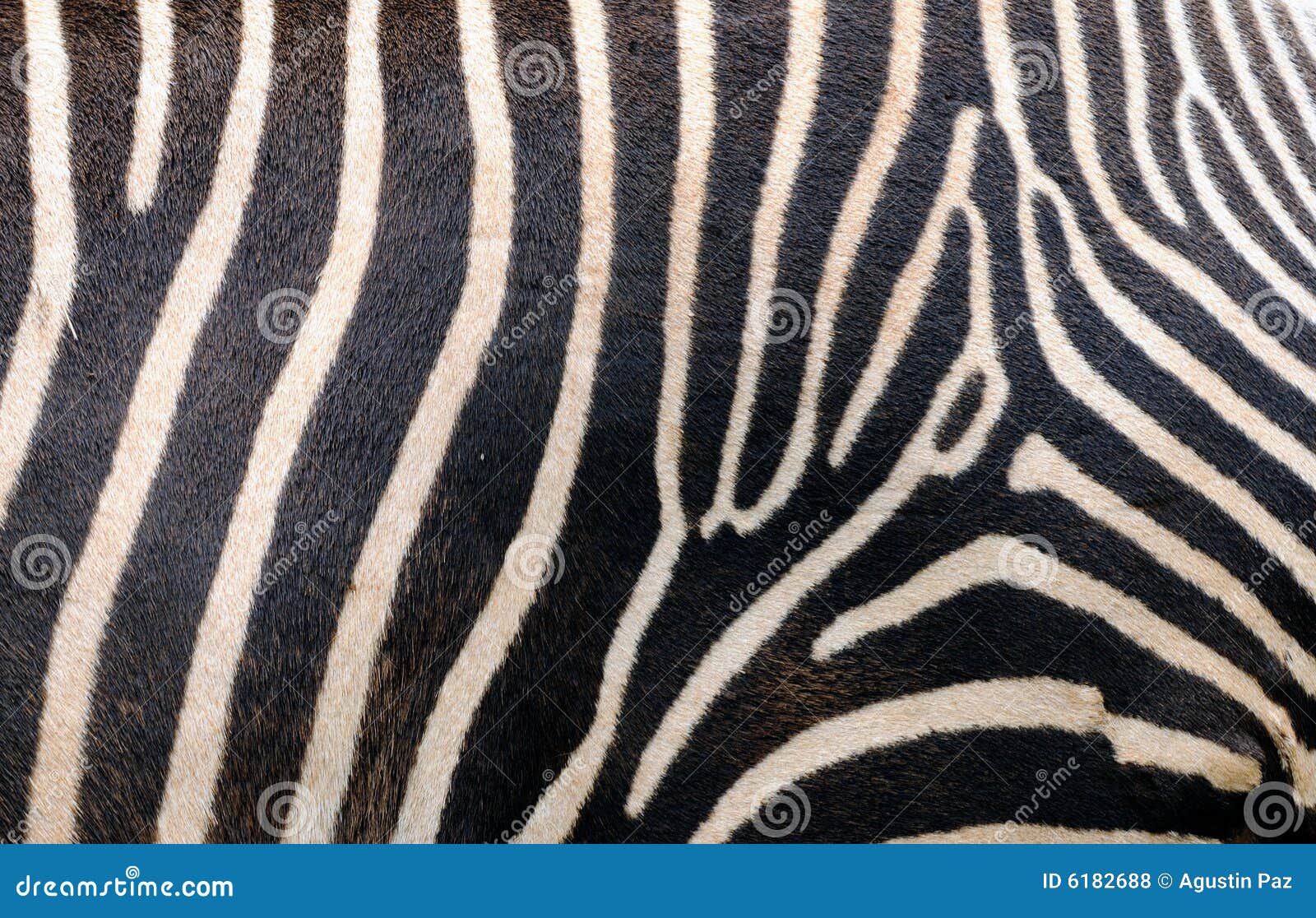 Zebra skin stock photo. Image of animal, background, pattern - 6182688