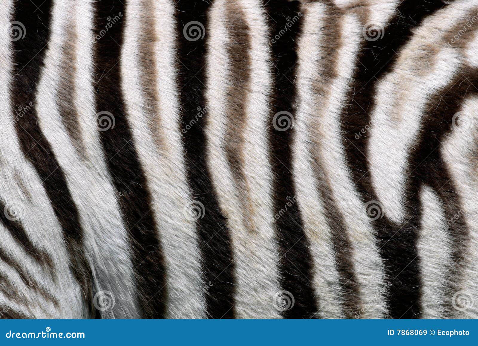 Zebra skin stock image. Image of close, detail, design - 7868069