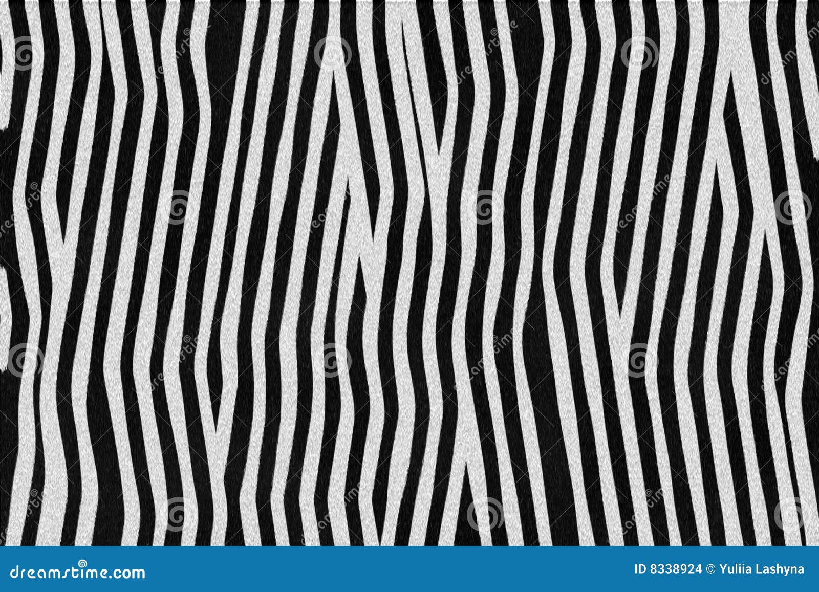 Zebra skin stock photo. Image of stripes, animal, horse - 8338924